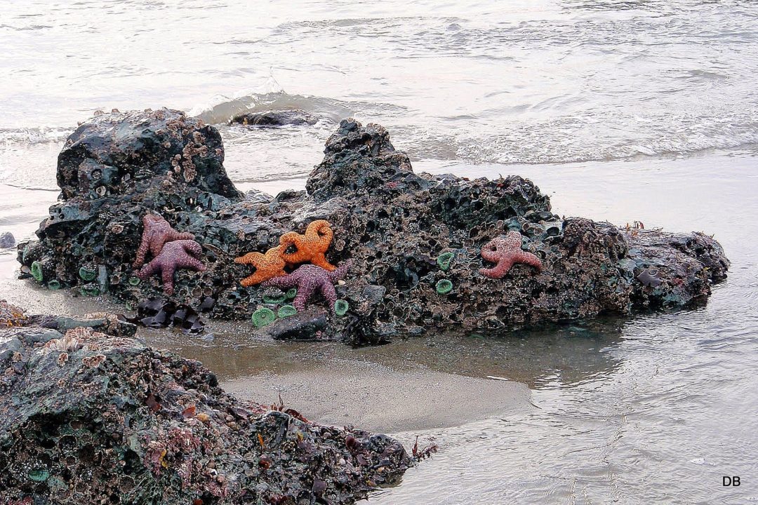 Beachcombing ⋆ Visit Gold Beach