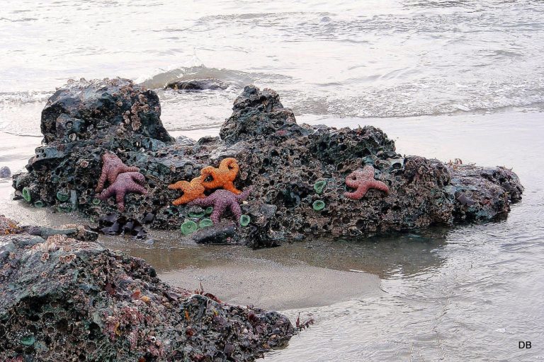 Beachcombing ⋆ Visit Gold Beach